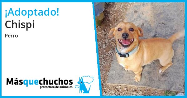 Másquechuchos - Adopción de Chispi