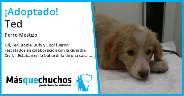 Másquechuchos - Adopción de Ted